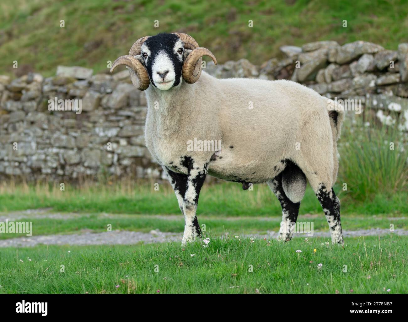 Gros plan d'un beau bélier Swaledale, ou mouton mâle, avec deux cornes ...
