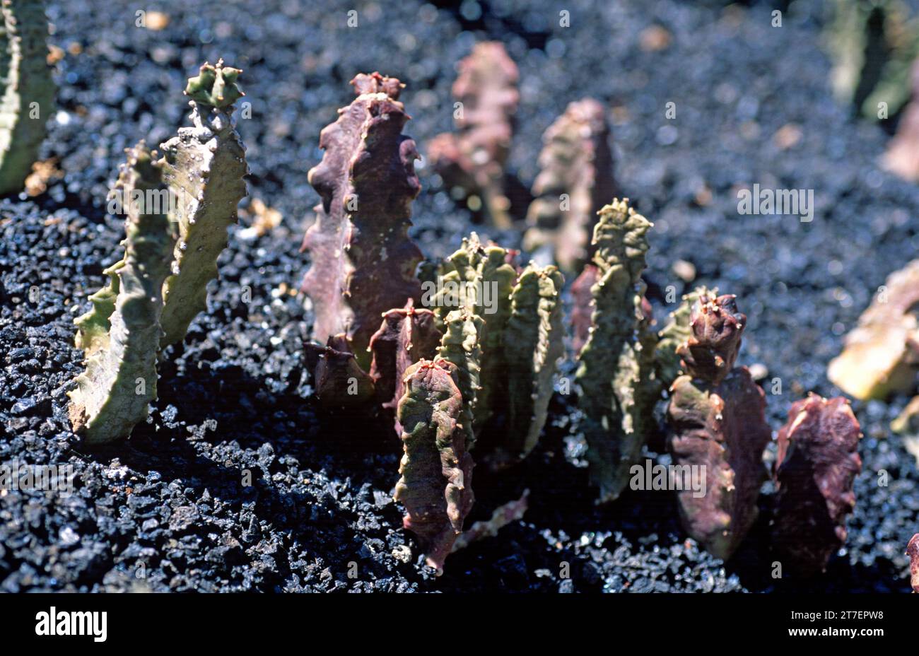 Caralluma burchardii Banque de photographies et d’images à haute ...