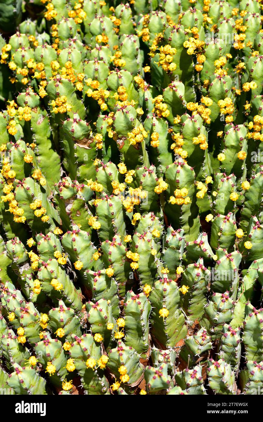 L'Euphorbia resinifera (Euphorbia resinifera) est un arbuste catiforme ...