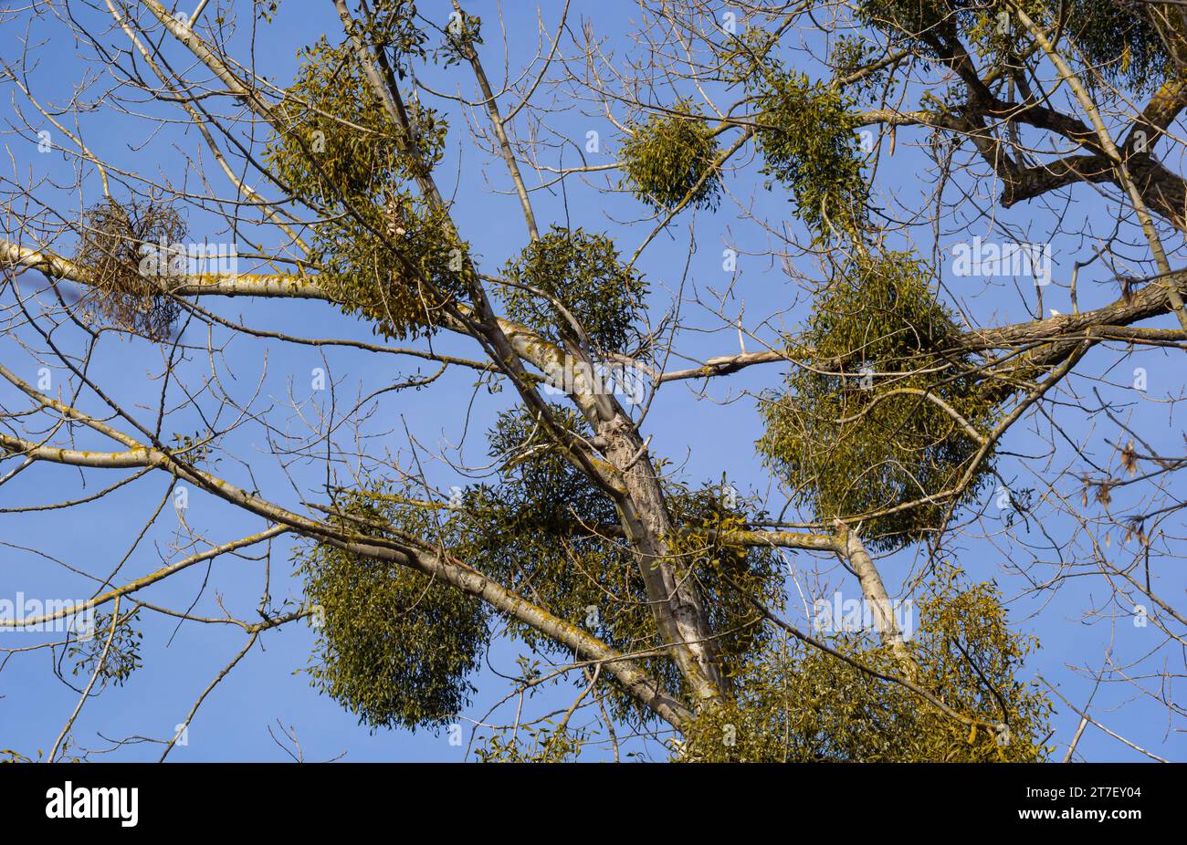 Un arbre malade flétrisé attaqué par le GUI, viscum. Ce sont des ...