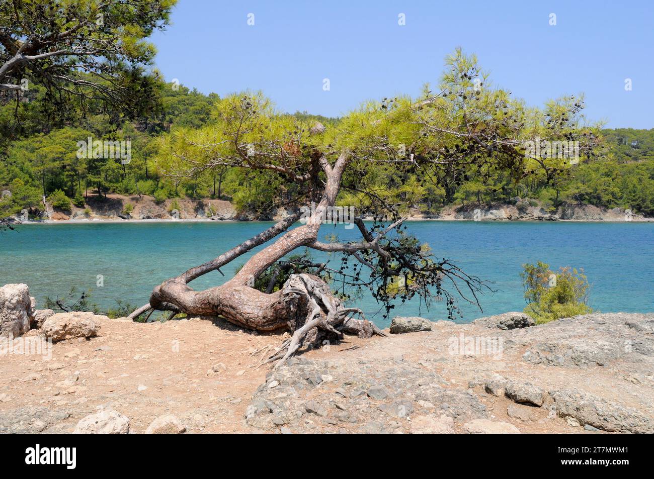 Le pin d'Alep (Pinus halepensis) est un arbre à feuilles persistantes ...