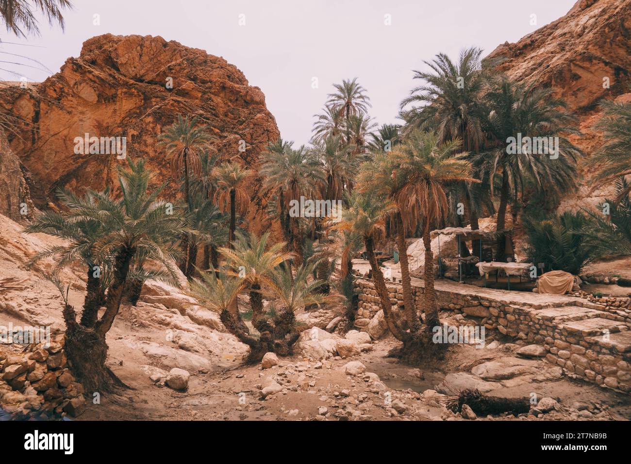 L'oasis de Chebika avec les palmiers et les rochers sablonneux dans le ...