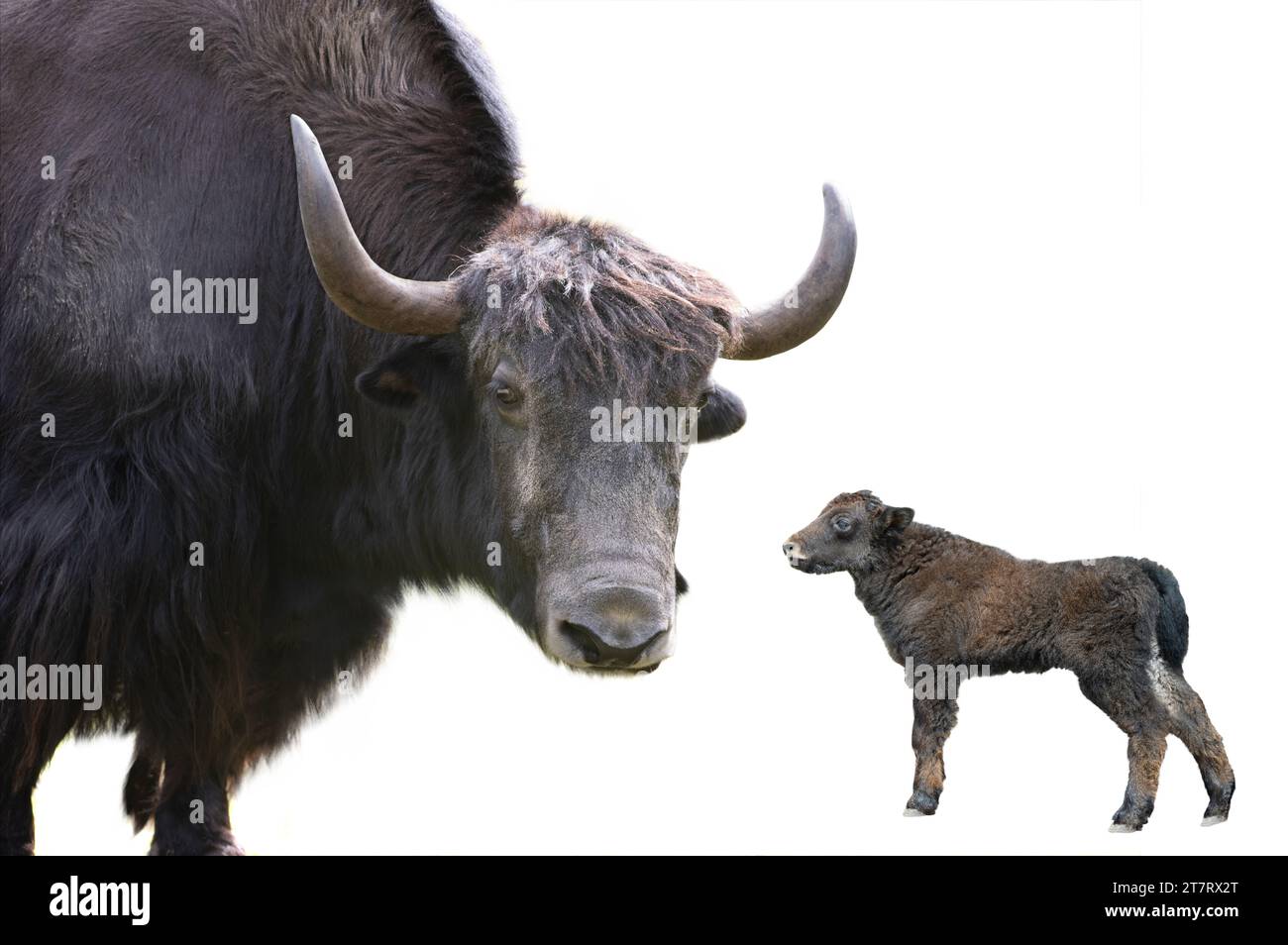 Baby yak Banque de photographies et d’images à haute résolution - Alamy