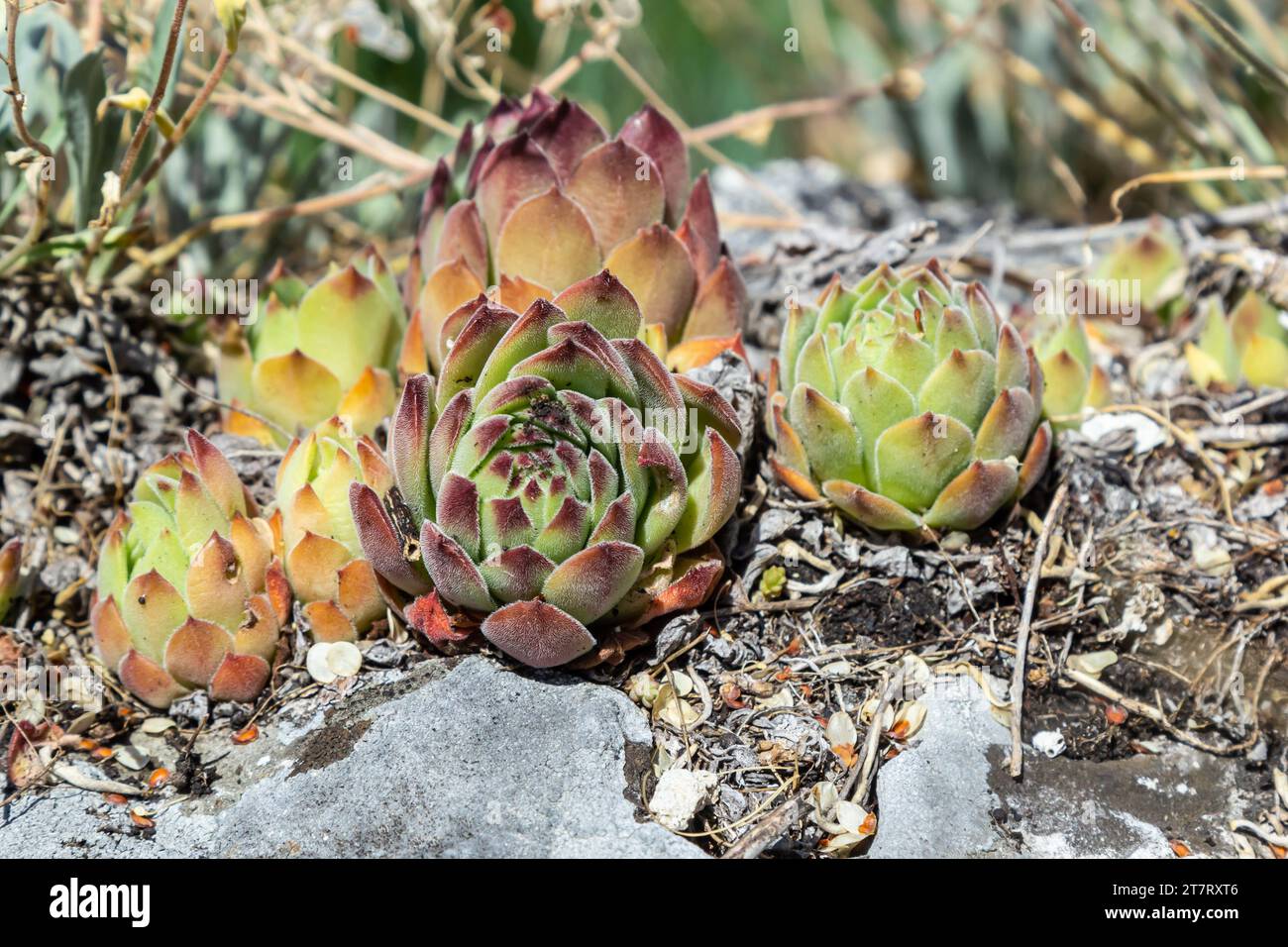 Sempervivum tectorum, Houseleek commun. Plante vivace qui pousse en pot ...