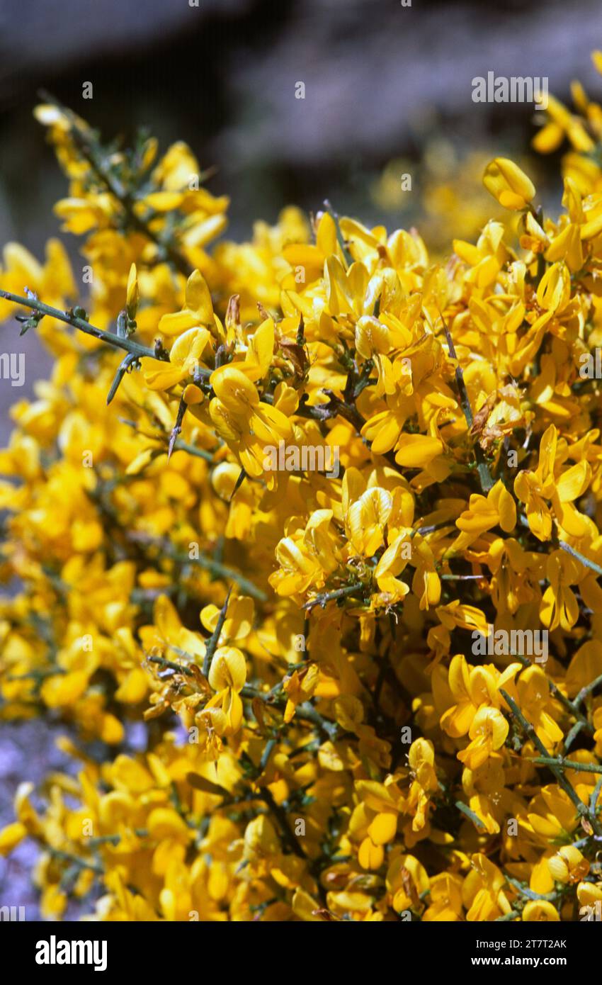 Aulaga ou argome (Genista scorpius) est un arbuste épineux endémique de ...