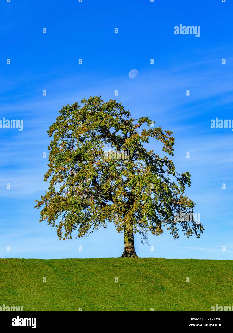 Arbre de munsing Banque de photographies et d’images à haute résolution ...