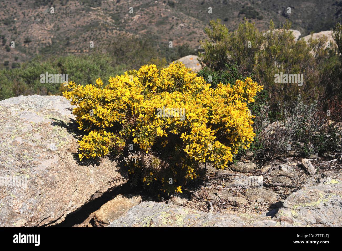 Aulaga morisca (Ulex parviflorus) est un arbuste à épinards originaire ...