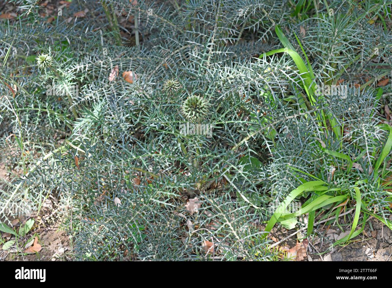 Le chardon sauvage (Cynara humilis) est une plante vivace originaire du ...