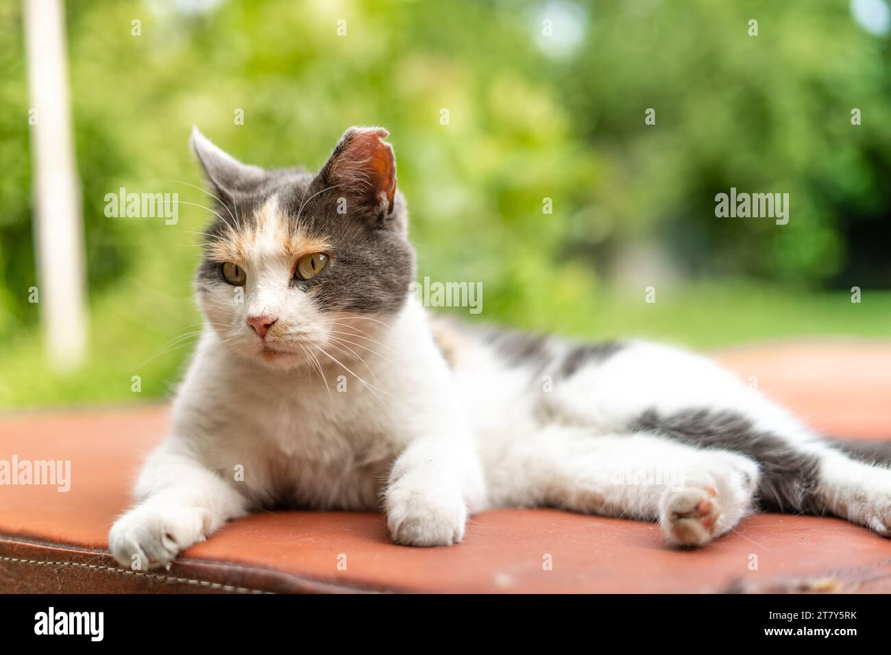 Tipped ear Banque de photographies et d’images à haute résolution - Alamy