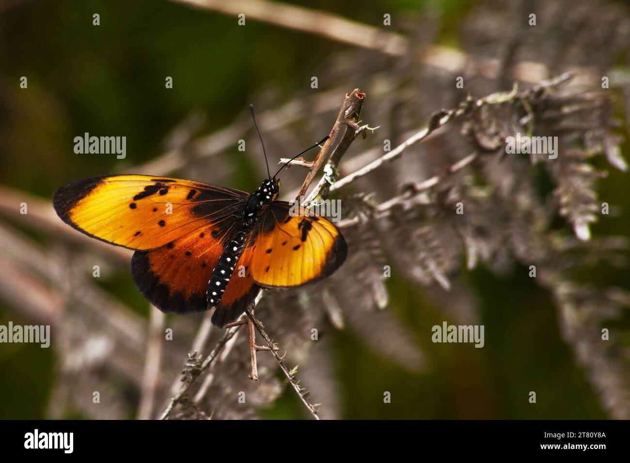 Montagnes magoebaskloof Banque de photographies et d’images à haute ...