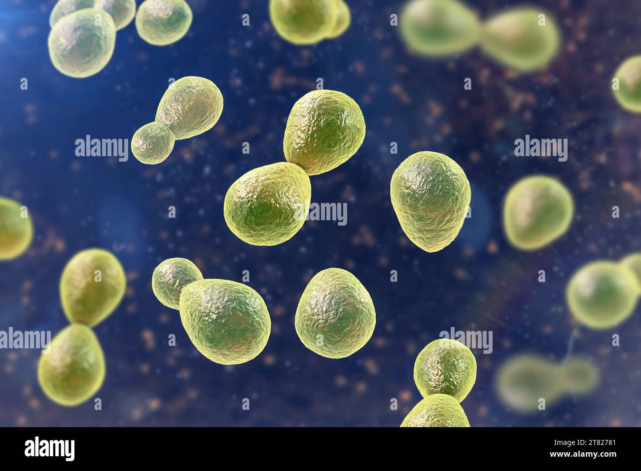 Histoplasmosis capsulatum histoplasma capsulatum Banque de ...