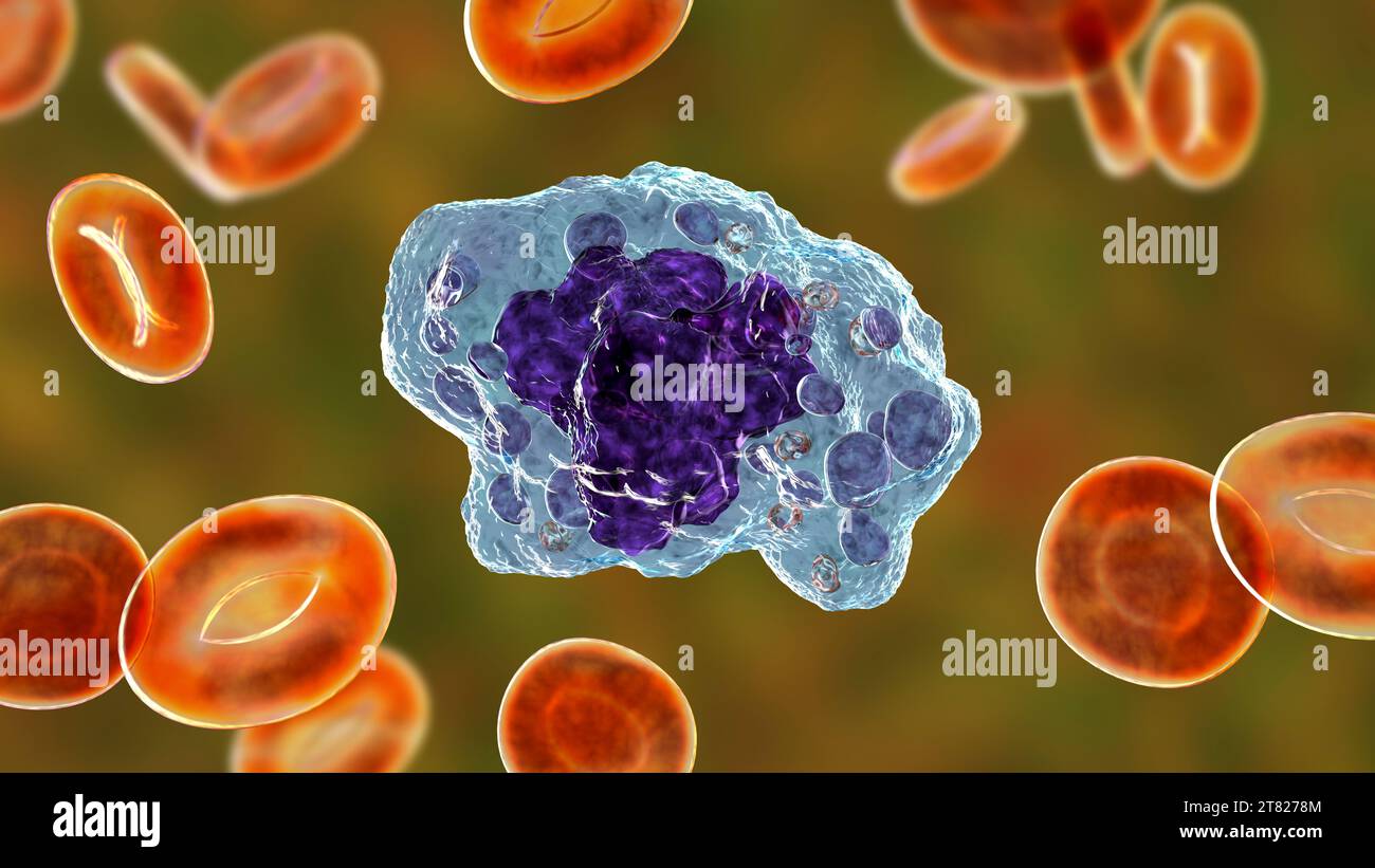 Monocyte immune system defense cells Banque de photographies et d ...