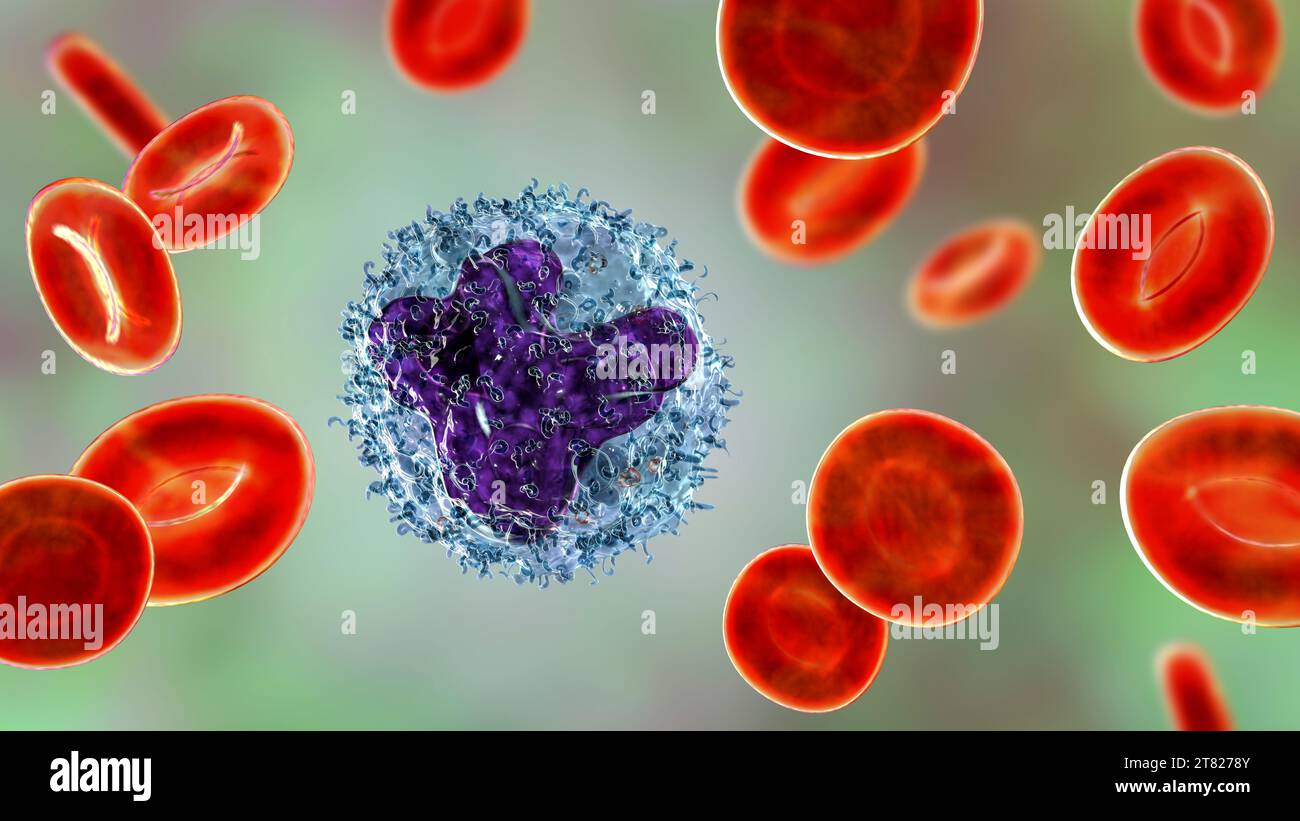 Monocyte immune system defense cells Banque de photographies et d ...