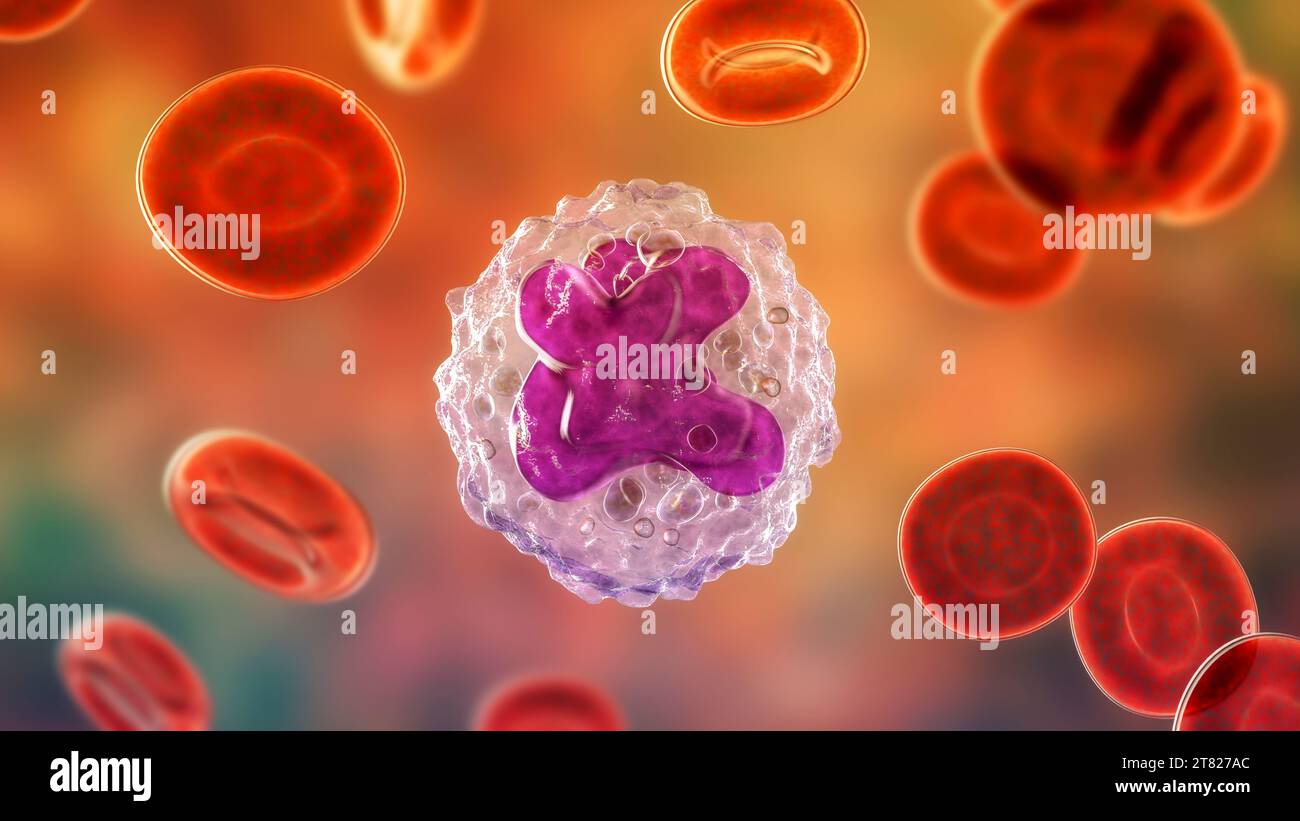 Monocyte immune system defense cells Banque de photographies et d ...