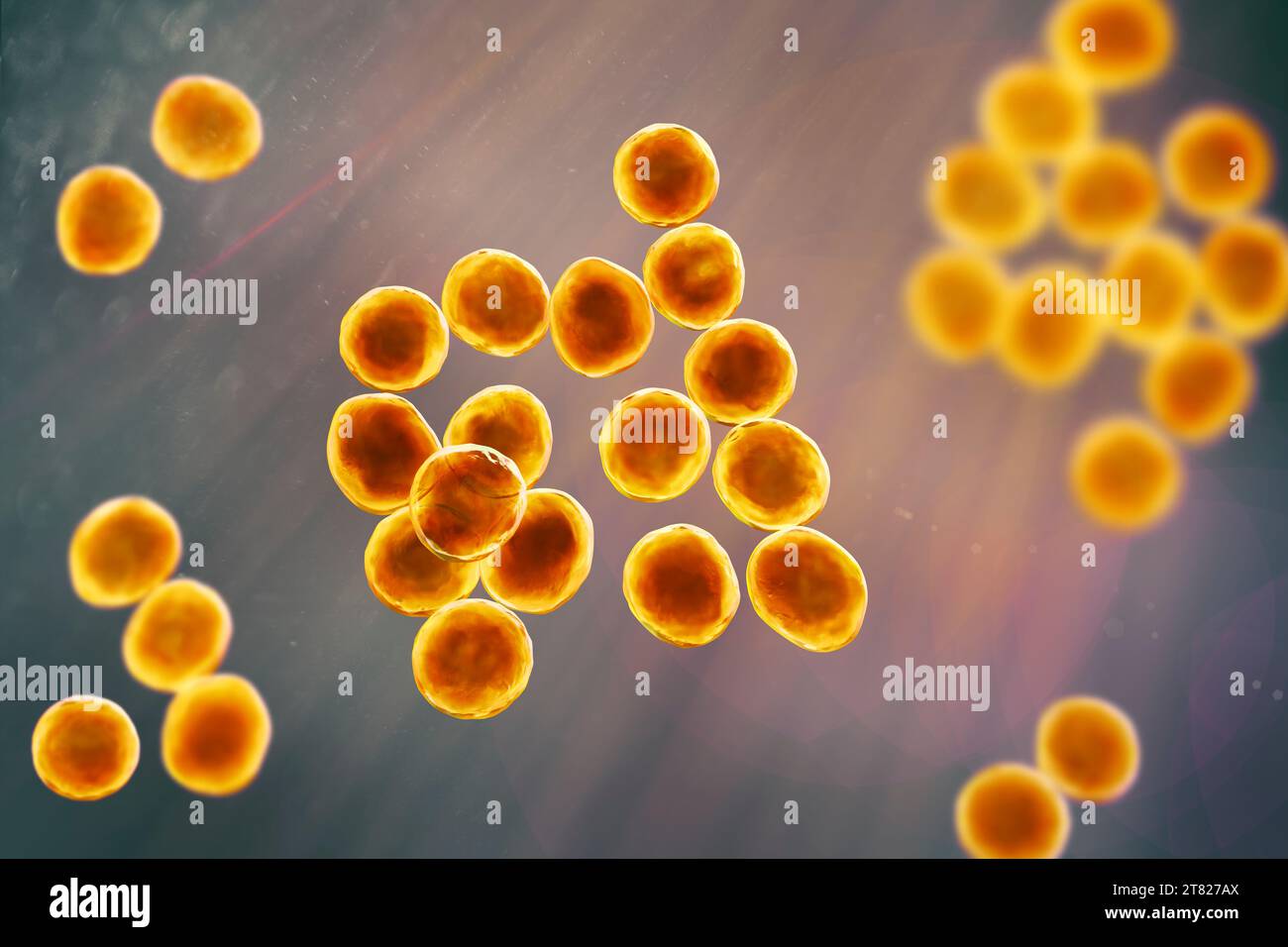Staphylococcus haemolyticus Banque de photographies et d’images à haute ...