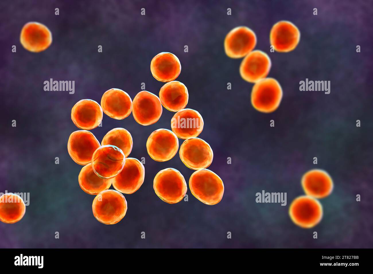Staphylococcus haemolyticus Banque de photographies et d’images à haute ...