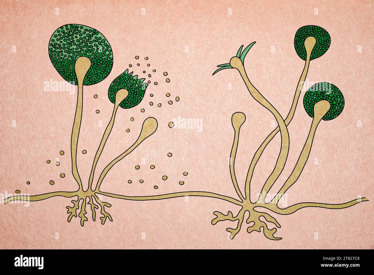 Illustration de la structure de la moisissure de Rhizopus, également ...
