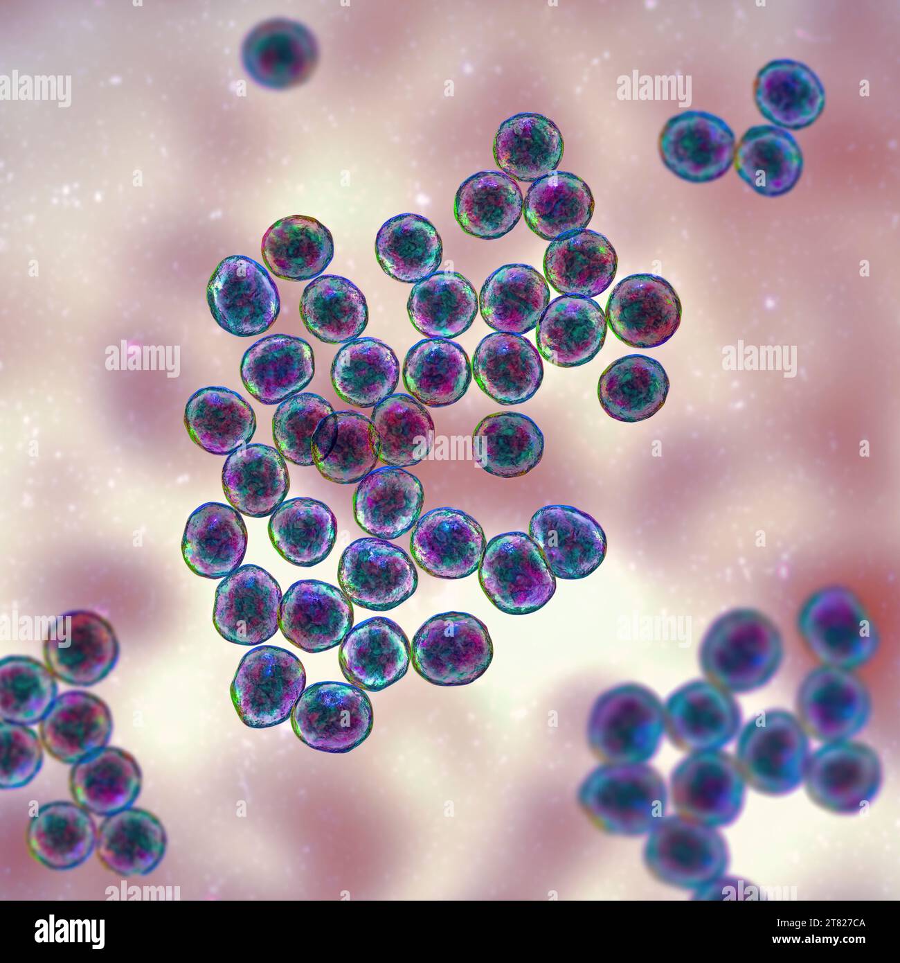 Staphylococcus haemolyticus Banque de photographies et d’images à haute ...