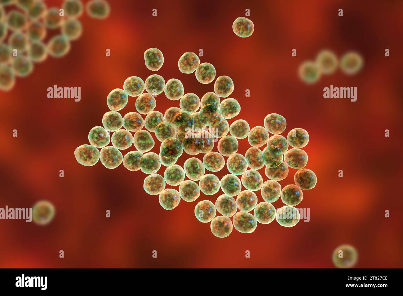 Staphylococcus haemolyticus Banque de photographies et d’images à haute ...