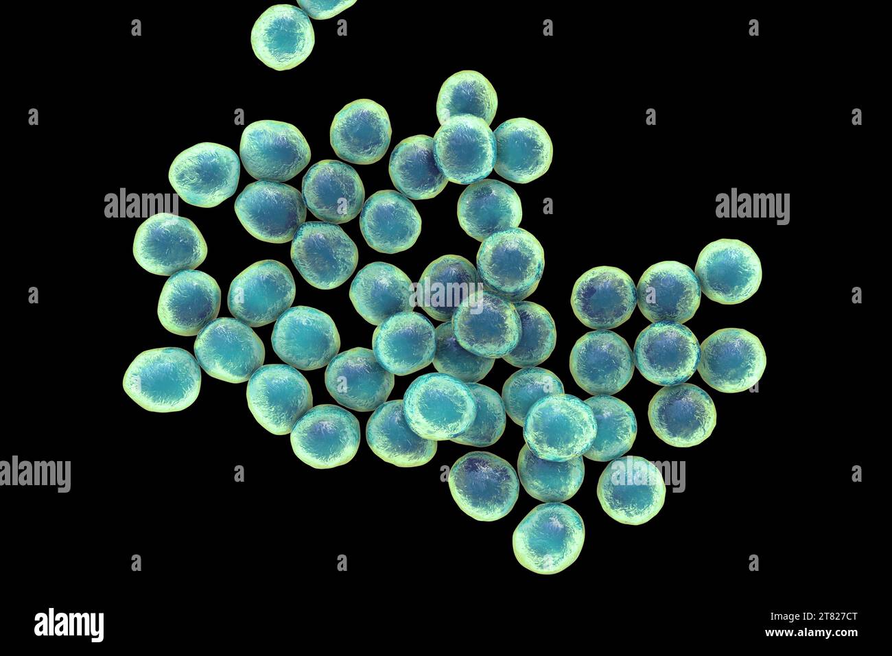 Staphylococcus haemolyticus Banque de photographies et d’images à haute ...