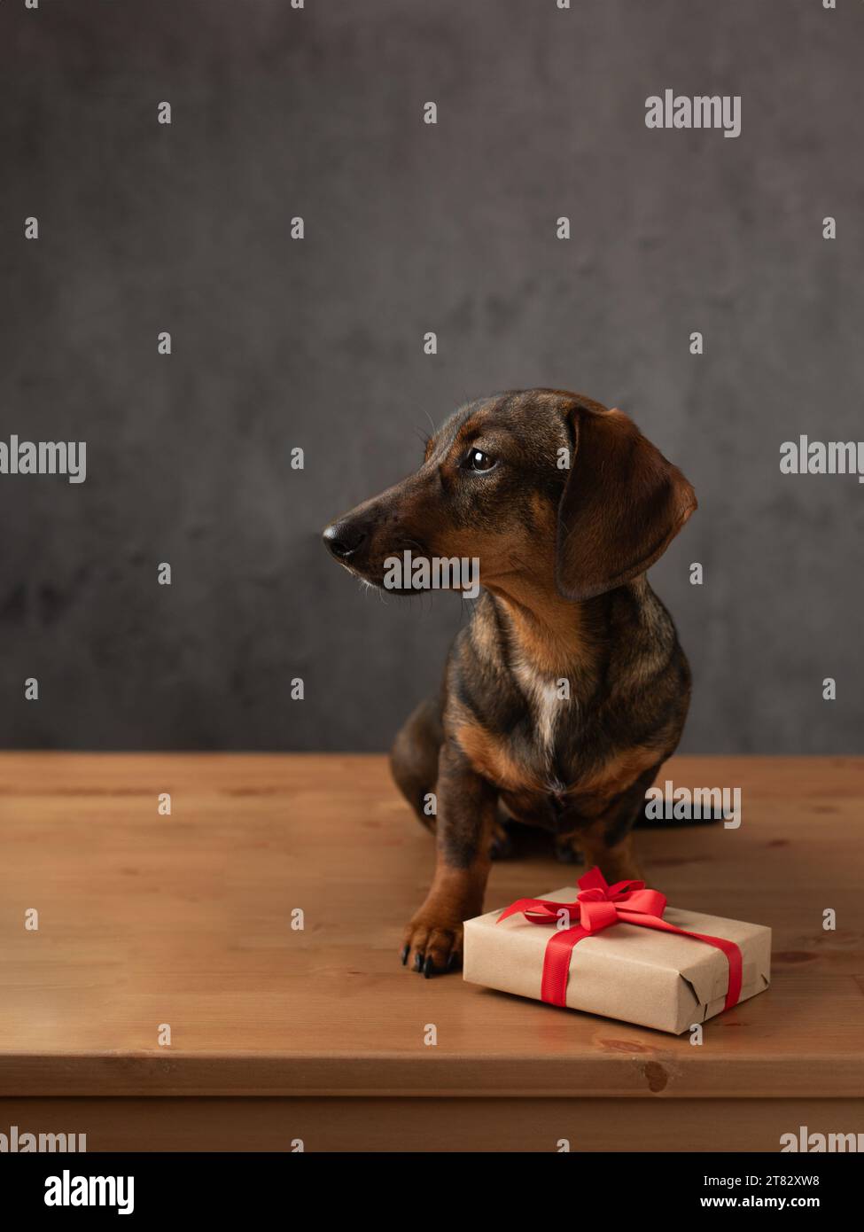 Teckel chien de noel Banque de photographies et d’images à haute ...