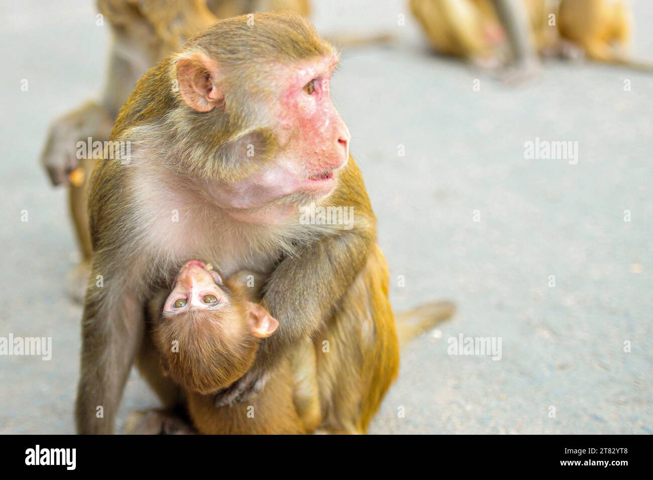 Le singe rhésus Macaque dans les rues de Sylhet. Ces singes ont grandi ...