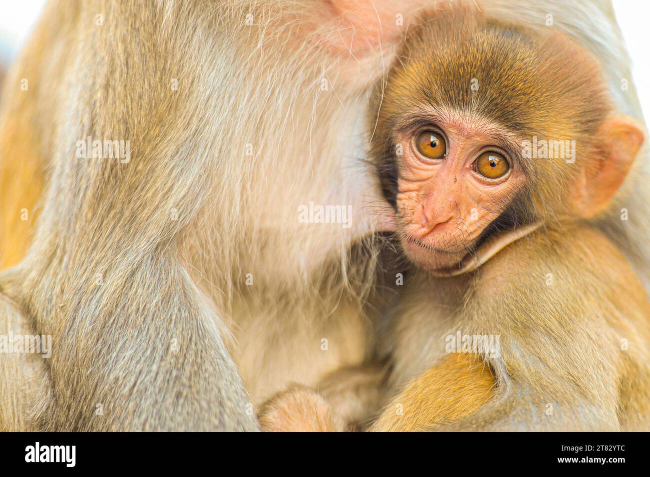Le singe rhésus Macaque dans les rues de Sylhet. Ces singes ont grandi ...