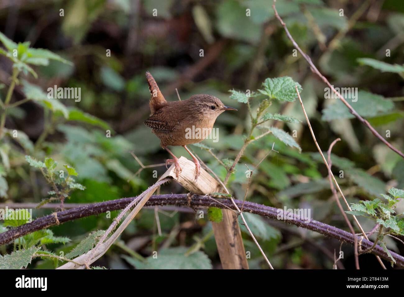 Chamois rose sur le dessous Banque de photographies et d’images à haute ...