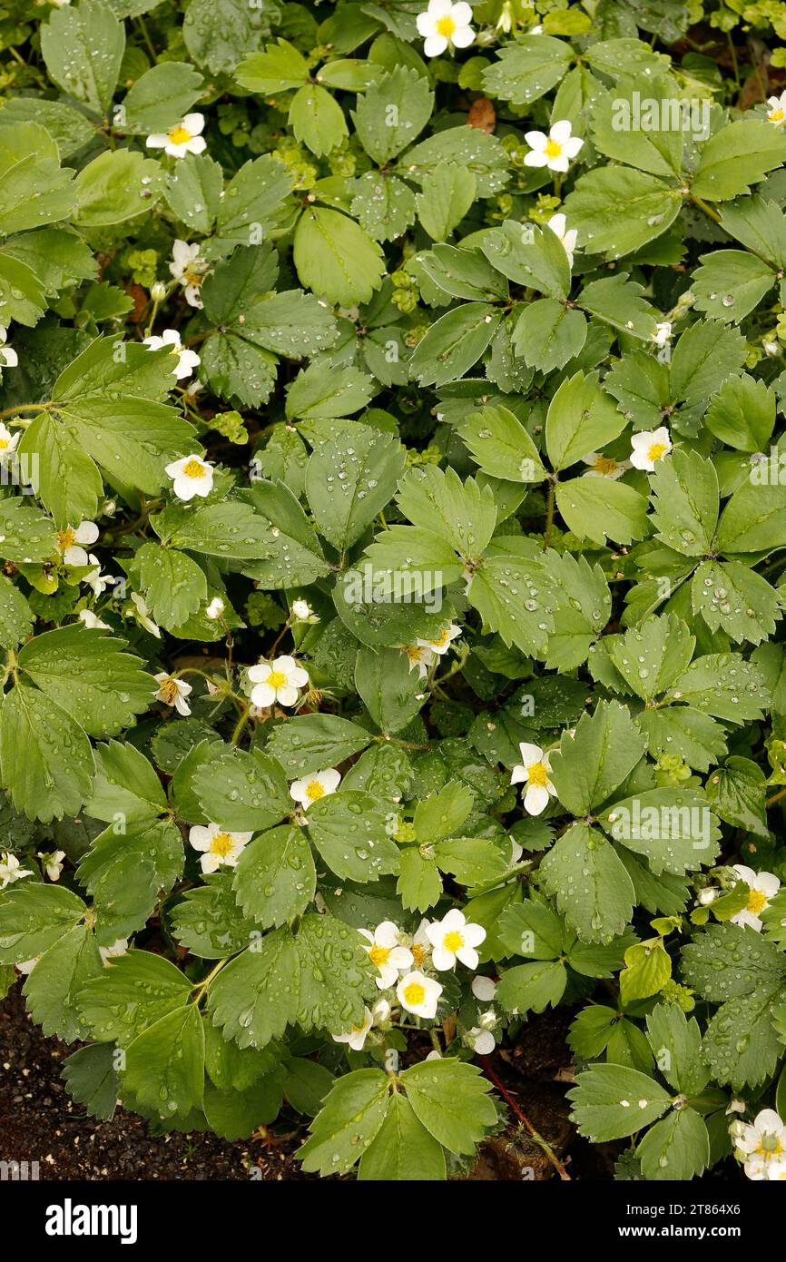 Fragaria chiloensis Banque de photographies et d’images à haute ...