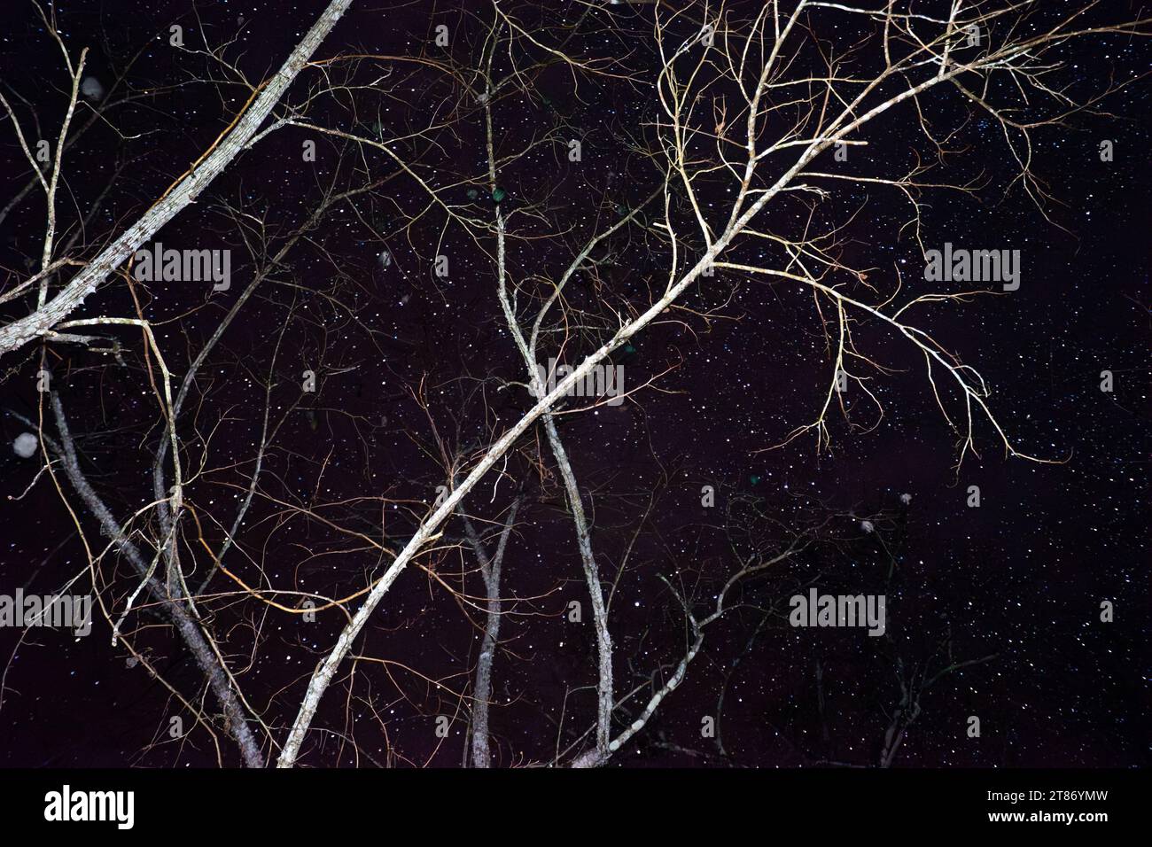 Série de photos de la nuit étoilée sur la forêt amazonienne dans le ...