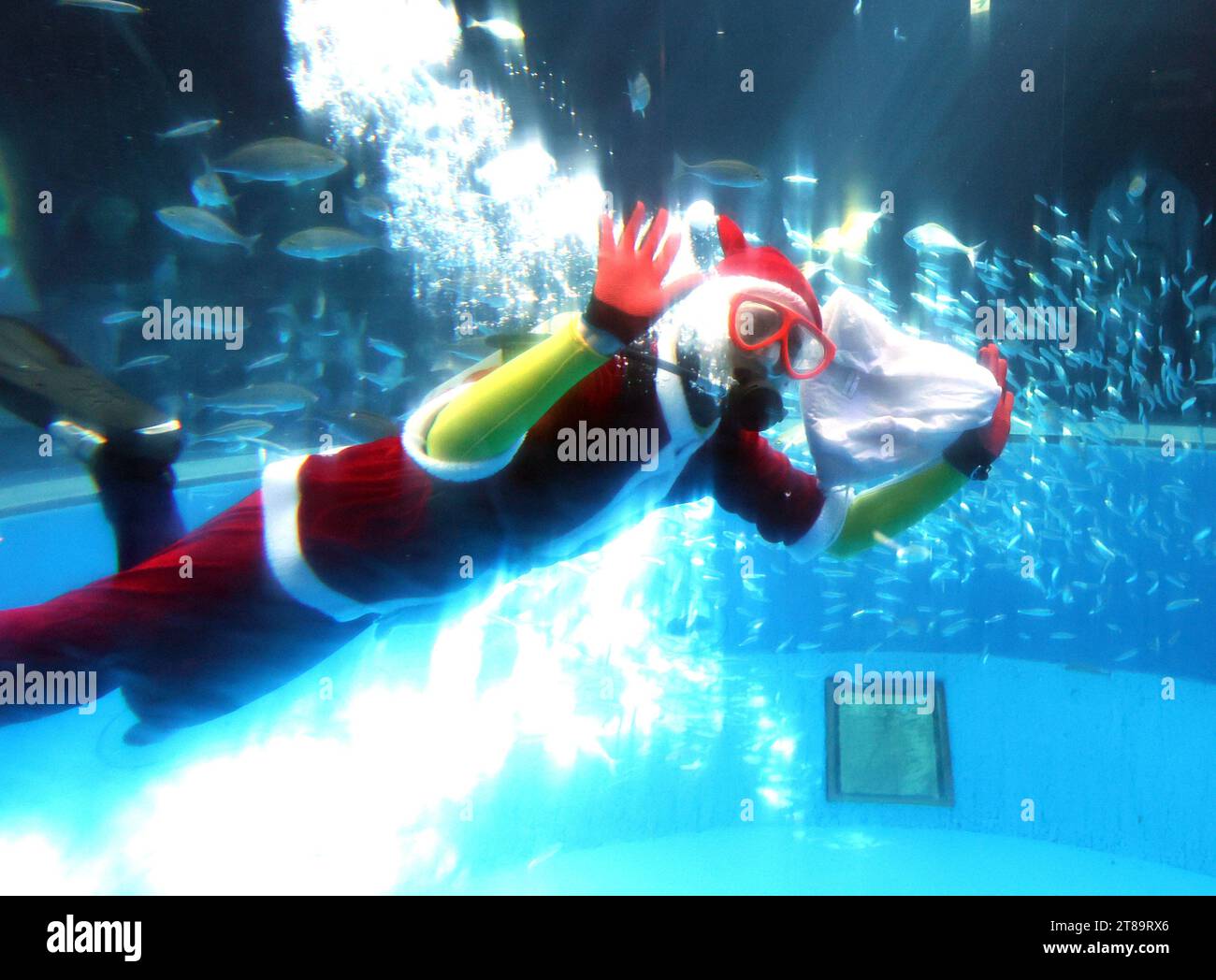 Yokohama, Japon. 19 novembre 2023. Un plongeur en costume de Père Noël ...