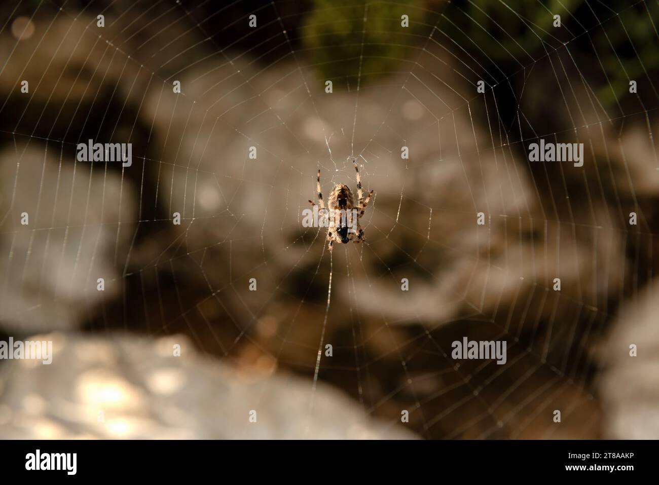 Spider spinnerets Banque de photographies et d’images à haute ...