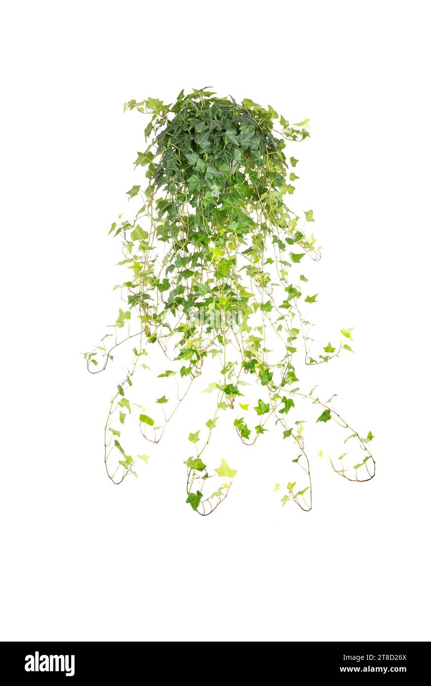 Hedera helix wall Banque d'images détourées - Alamy