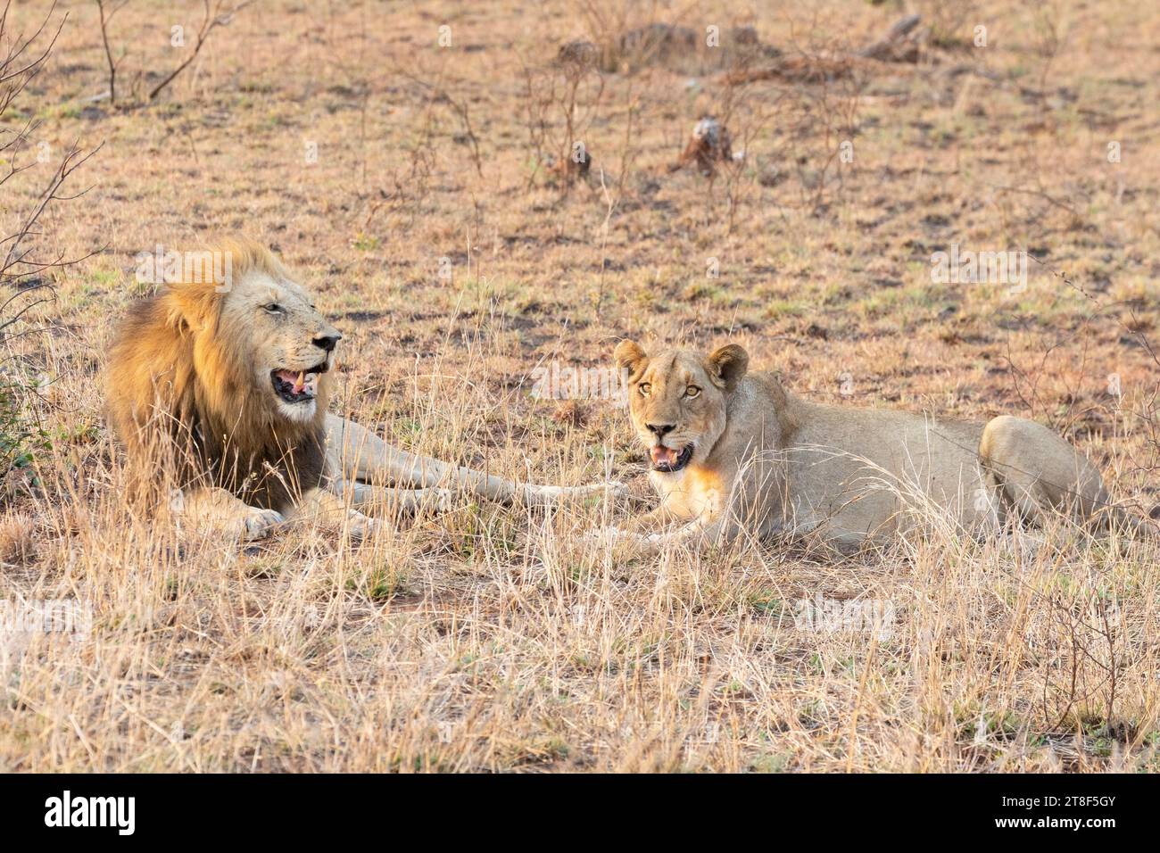 Accouplement de lion et lionne Banque de photographies et d’images à ...
