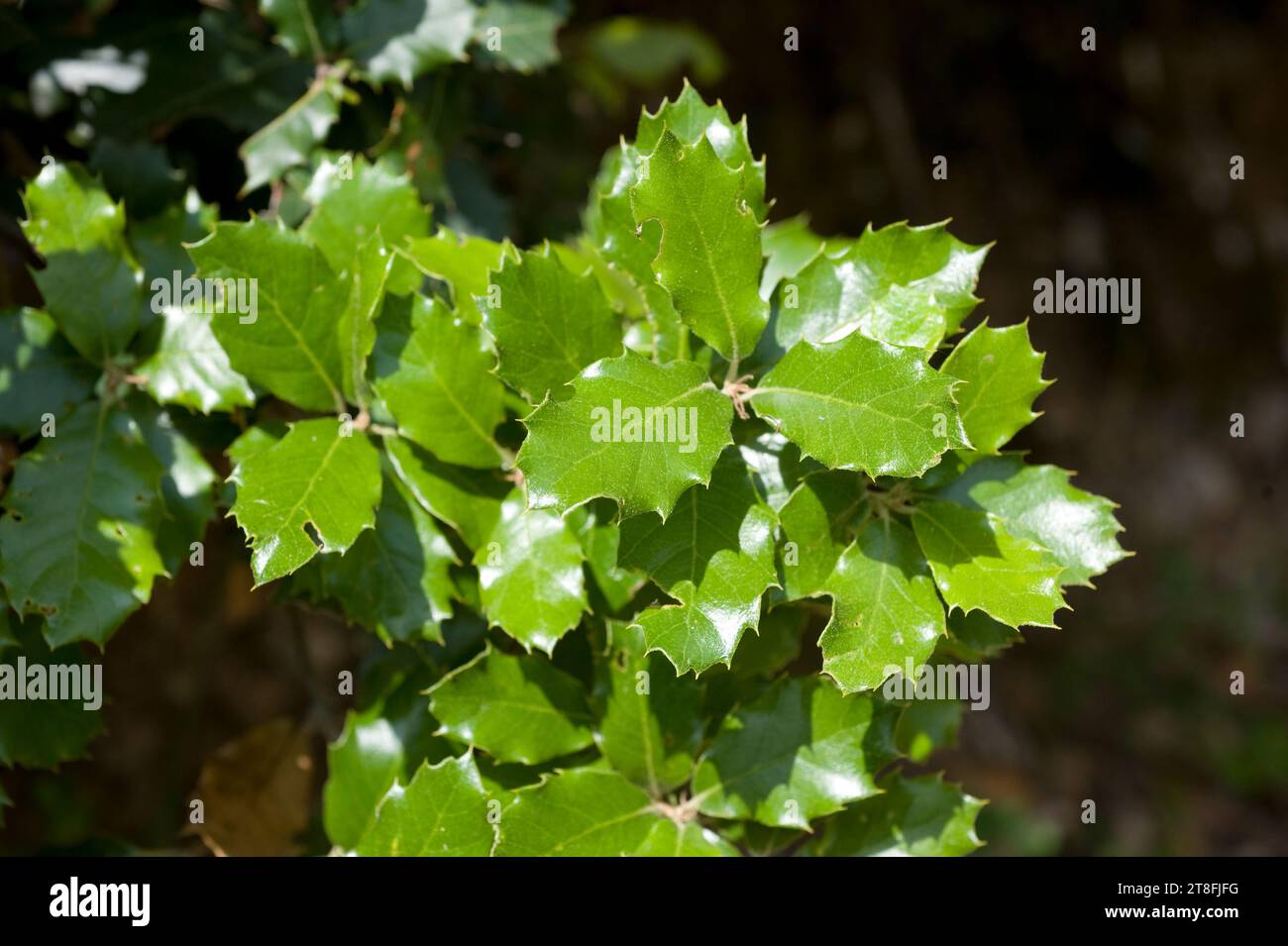 Le chêne à feuilles persistantes (Quercus ilex ballota ou Quercus ilex ...