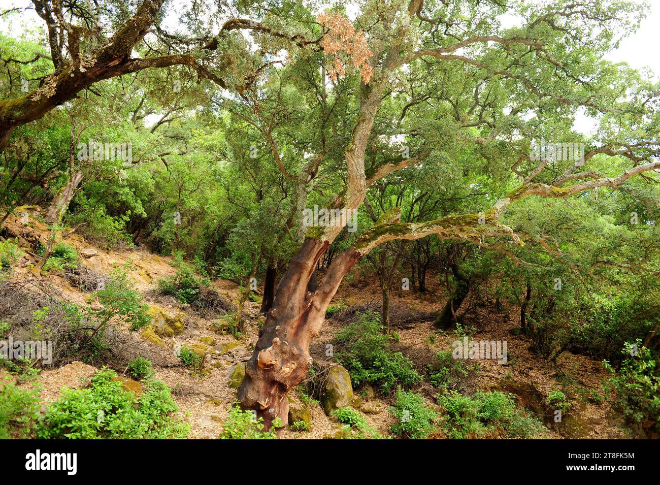 Le chêne-liège (Quercus suber) est un arbre à feuilles persistantes ...