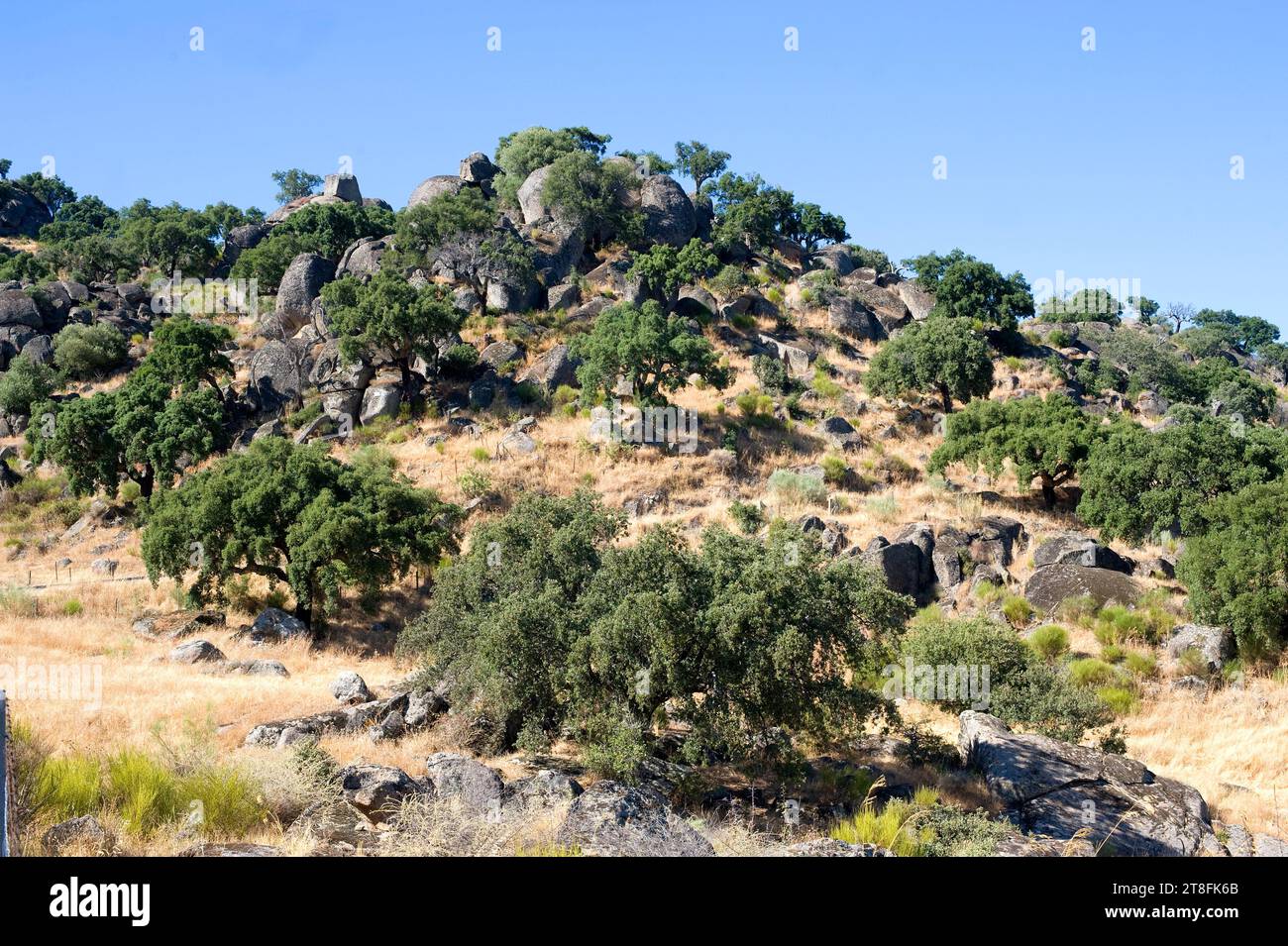 Le chêne-liège (Quercus suber) est un arbre à feuilles persistantes ...