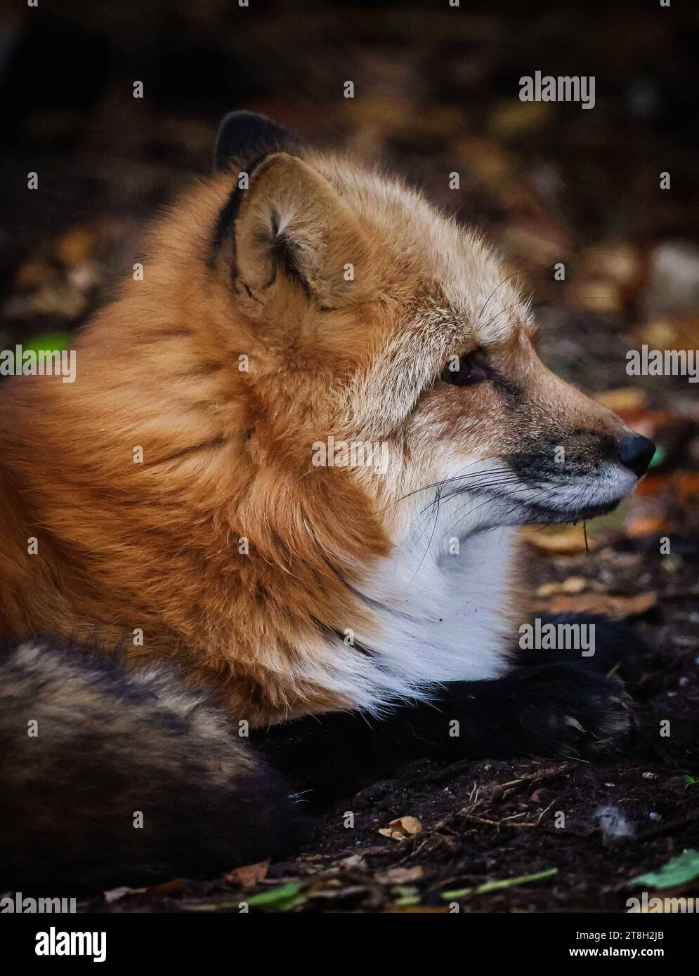 12.11.2023, Poing, GER, Unterwegs in Deutschland, Fototermin, Themenbild, Verschiedene ...