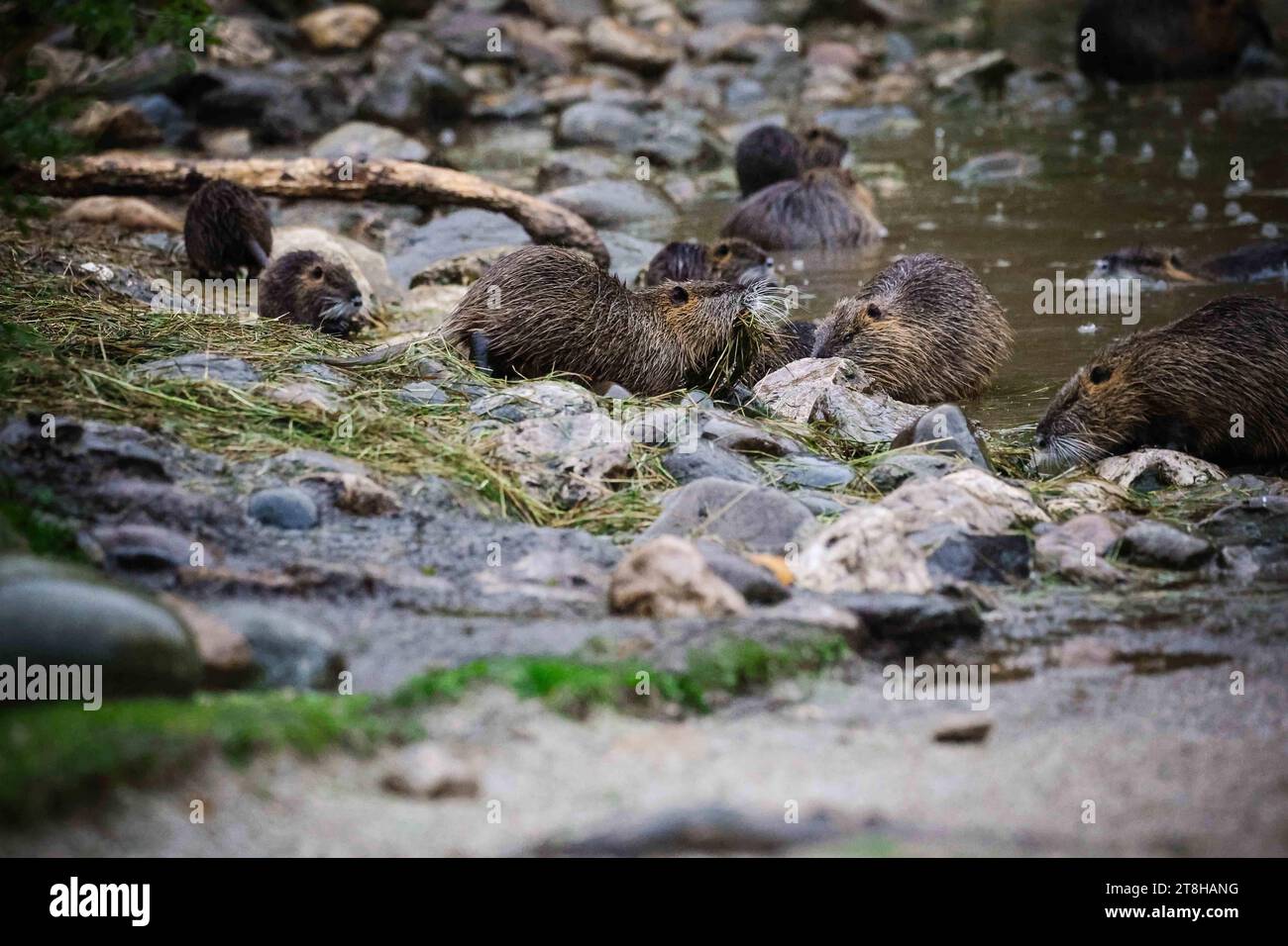 12.11.2023, Poing, GER, Unterwegs in Deutschland, Fototermin, Themenbild, Verschiedene ...