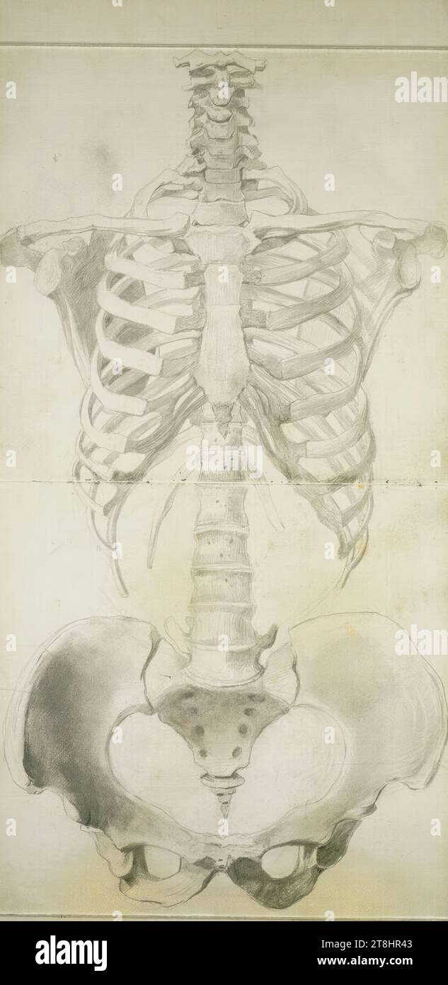 Études anatomiques, les os du tronc, ventral, carnet de croquis Hörmann ...