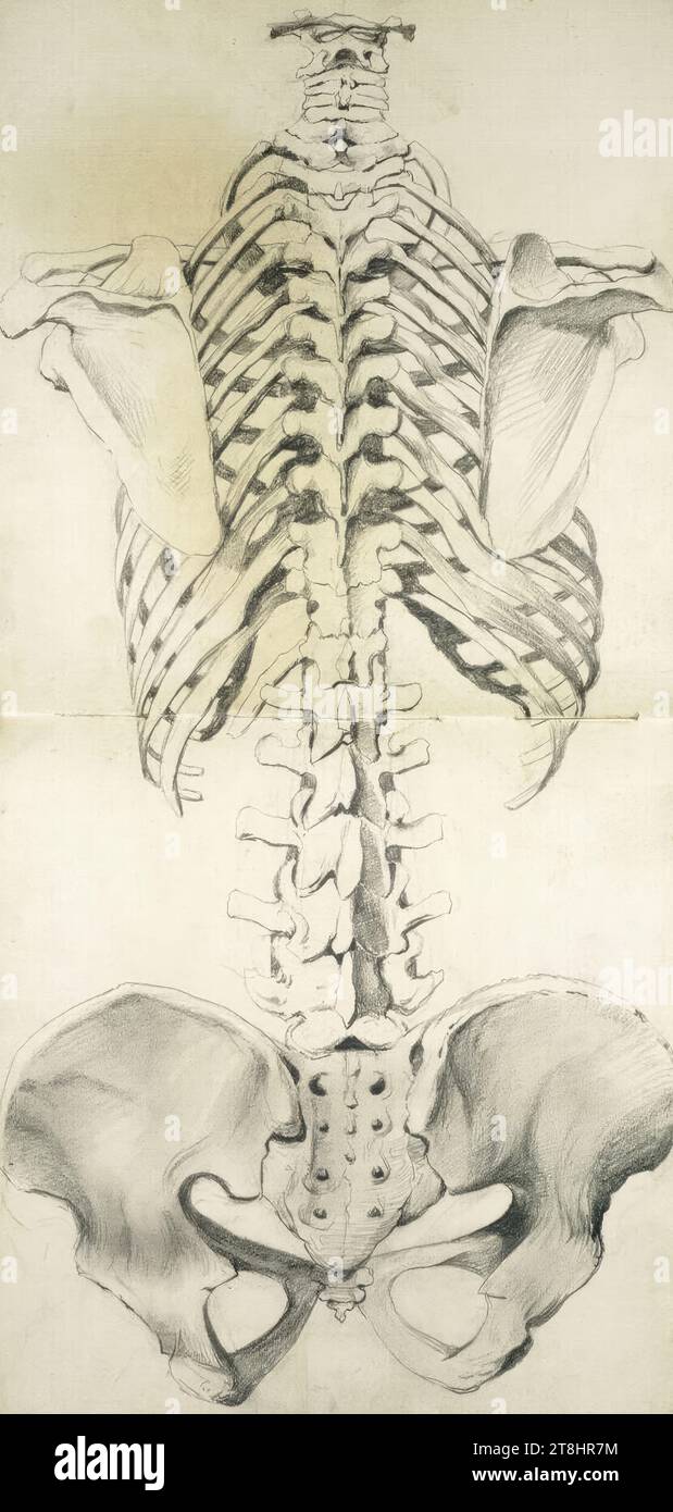 Études anatomiques, les os du tronc, dorsal, carnet de croquis Hörmann ...
