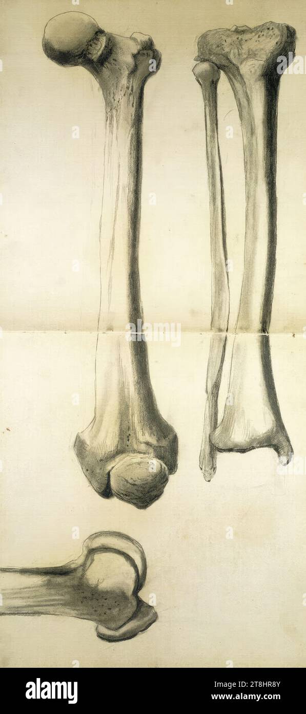 Études anatomiques, fémur, tibia et péroné, carnet de croquis Hörmann ...
