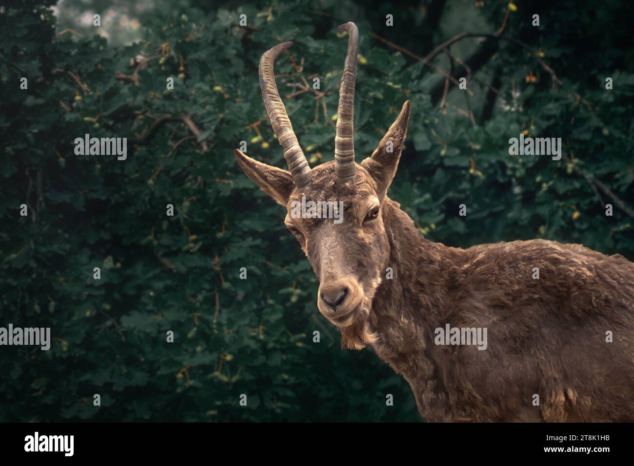 Bouquetin de l'altaï capra sibirica sibirica Banque de photographies et ...