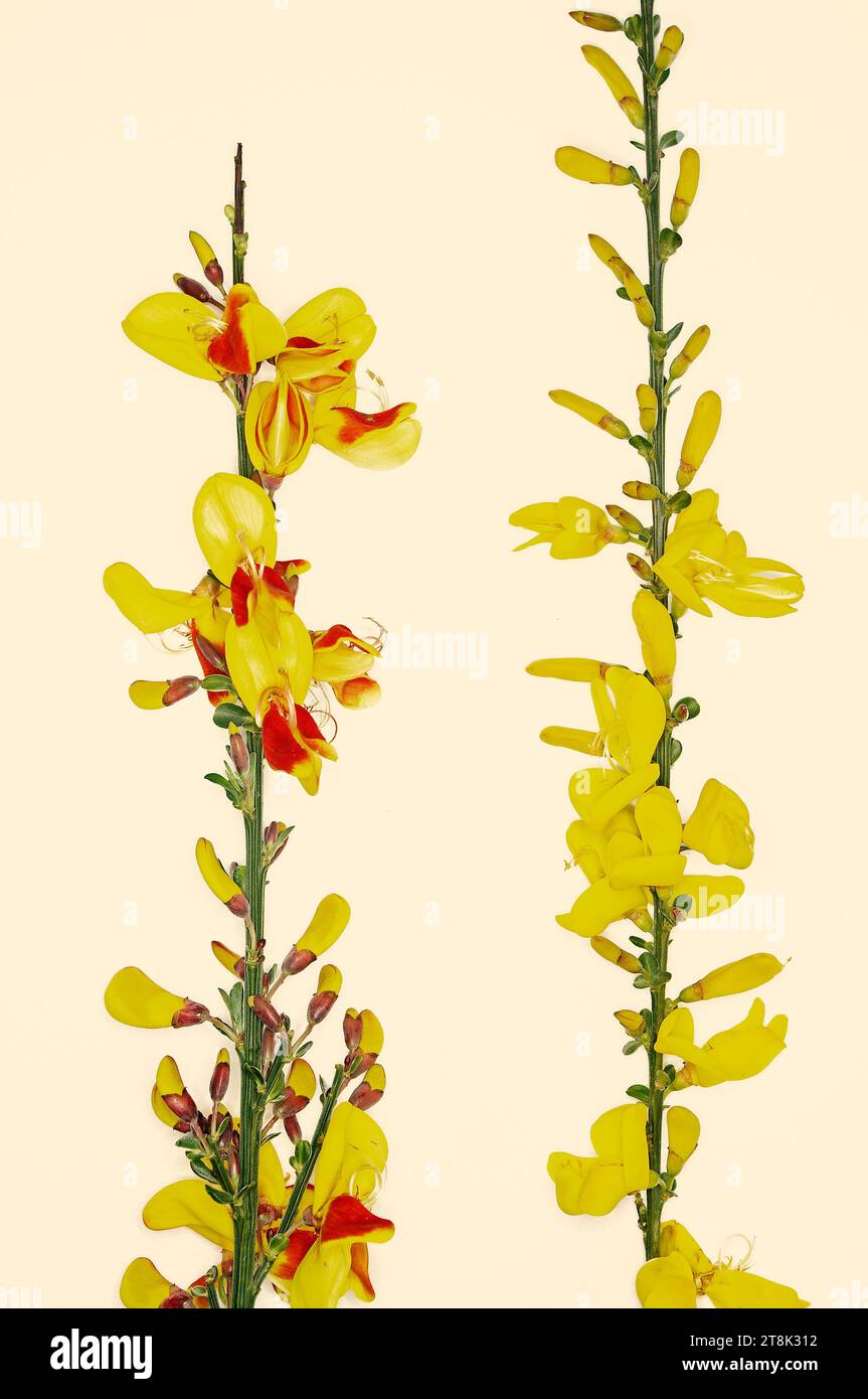 Scotch broom Banque de photographies et d’images à haute résolution - Alamy