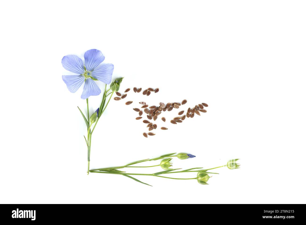 Tiges de lin en fleurs, graines de lin et capsules de lin isolées sur ...