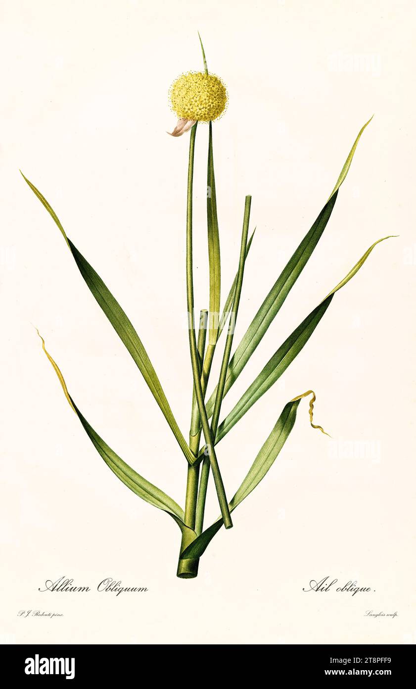 Lop sided Banque de photographies et d’images à haute résolution - Alamy