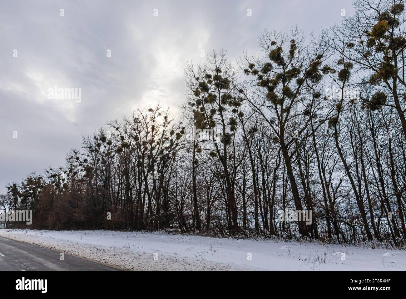 GUI vert sur un arbre. Viscum album est un hémiparasite originaire d ...