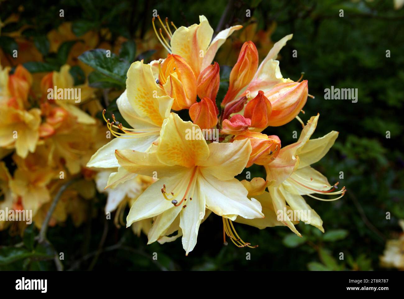 Kaempfer azalea Banque de photographies et d’images à haute résolution ...