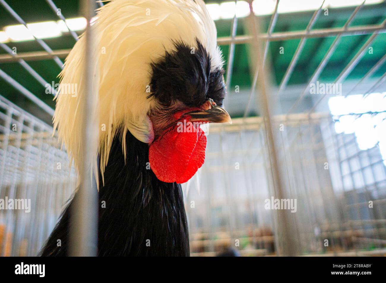 Race de poulet hollandaise à crête à l'exposition nationale des animaux ...