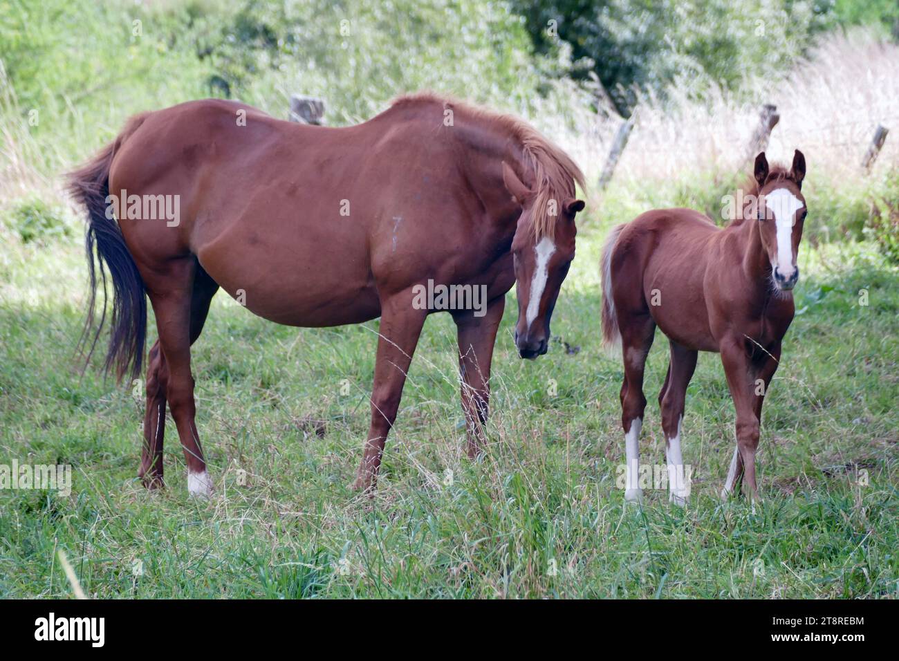 Mère et fils, (Equus caballus) le cheval arabe ou arabe est une race de ...
